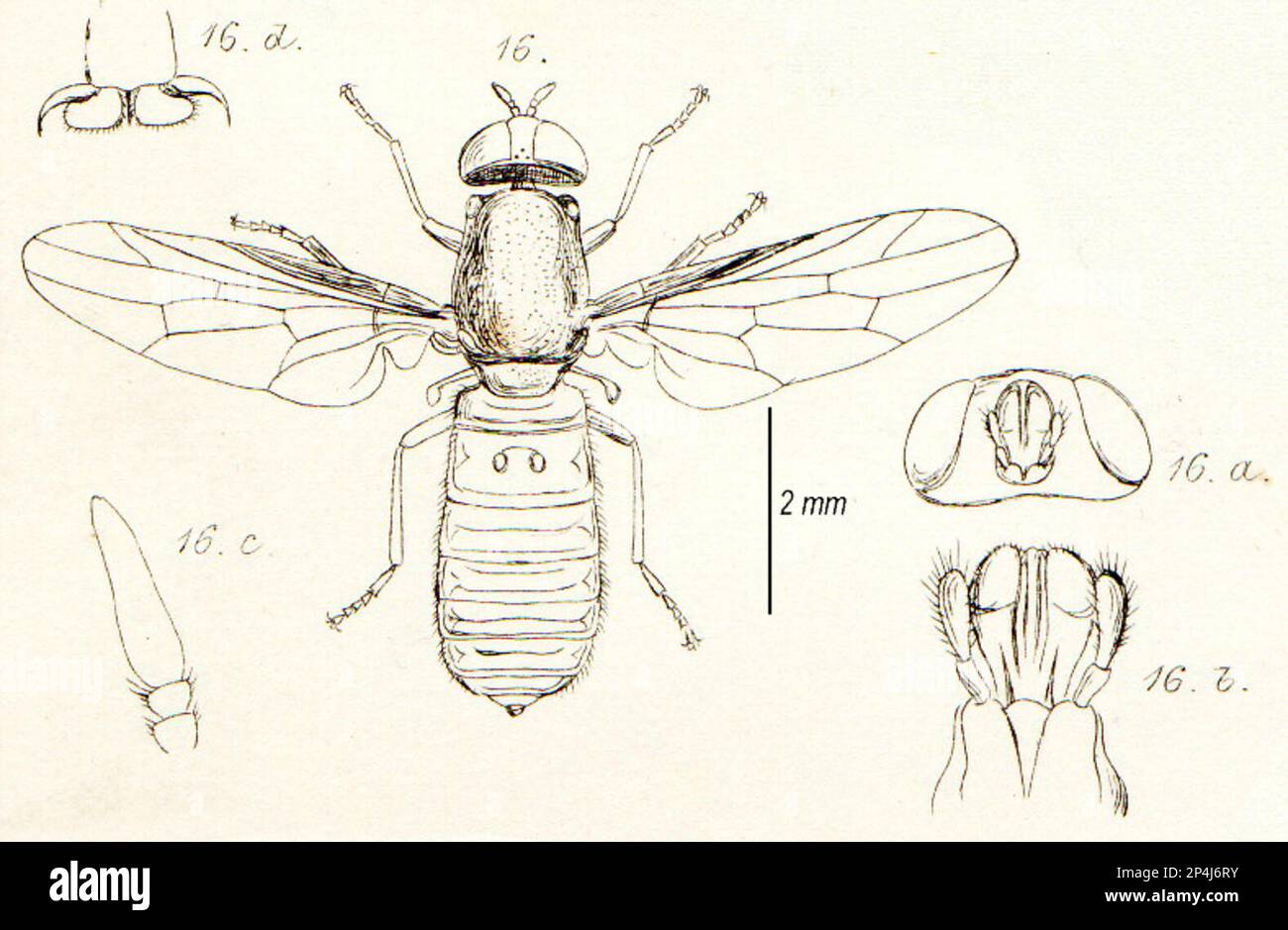 Tse tse fly glossina spec hi-res stock photography and images - Alamy