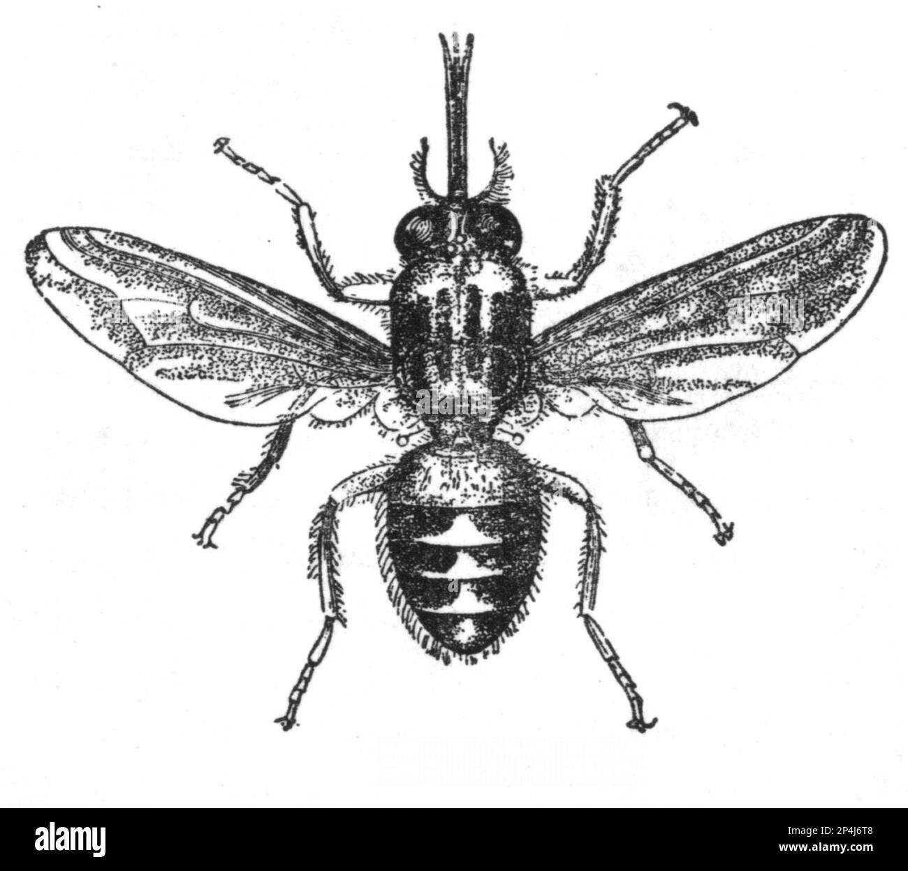 Tse-tse fly (glossina spec Stock Photo - Alamy