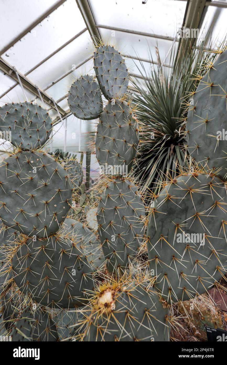 Cactus, Princess of Wales Conservatory, Kew Gardens, London Stock Photo ...