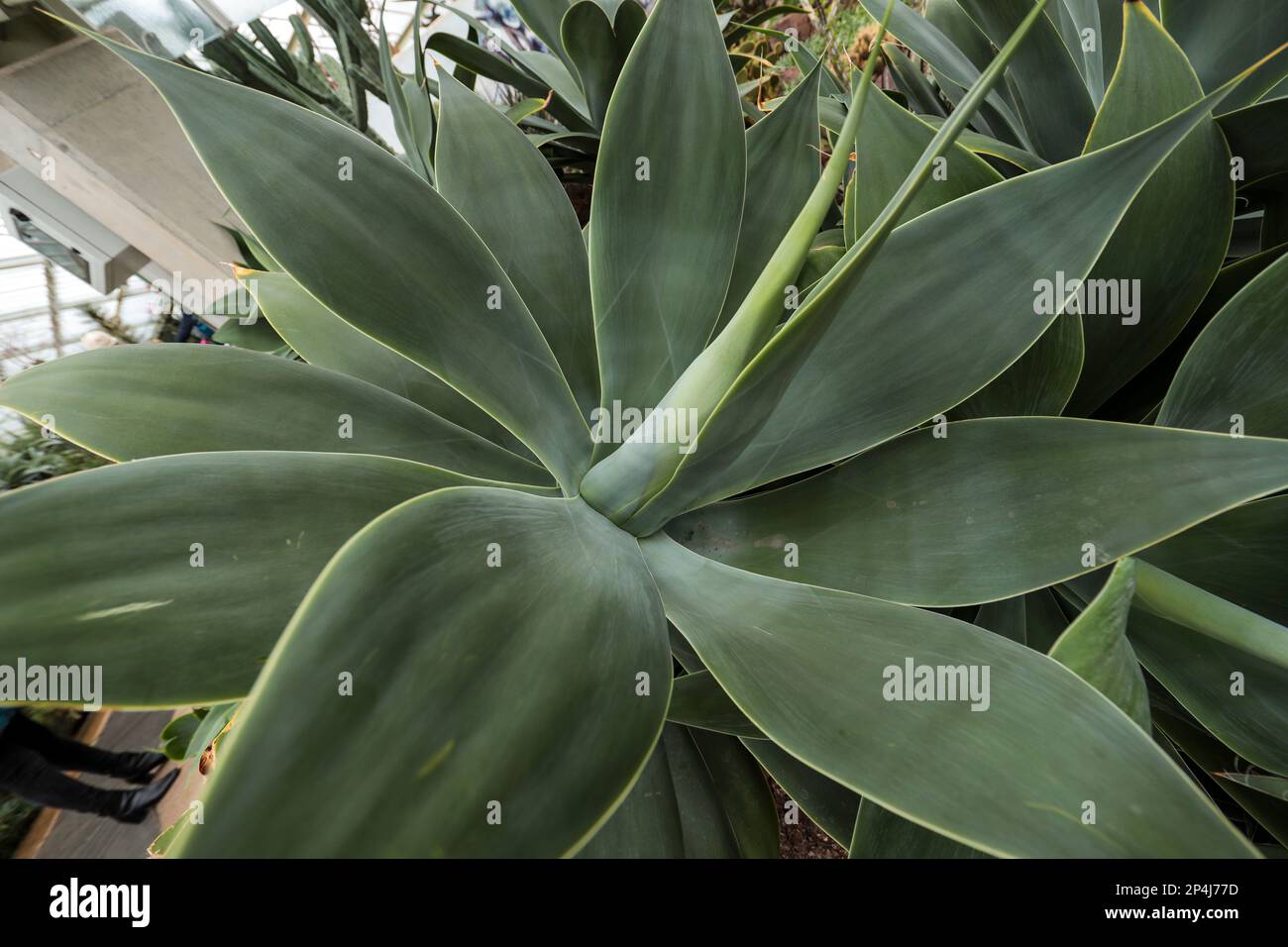 Cactus, Princess of Wales Conservatory, Kew Gardens, London Stock Photo ...