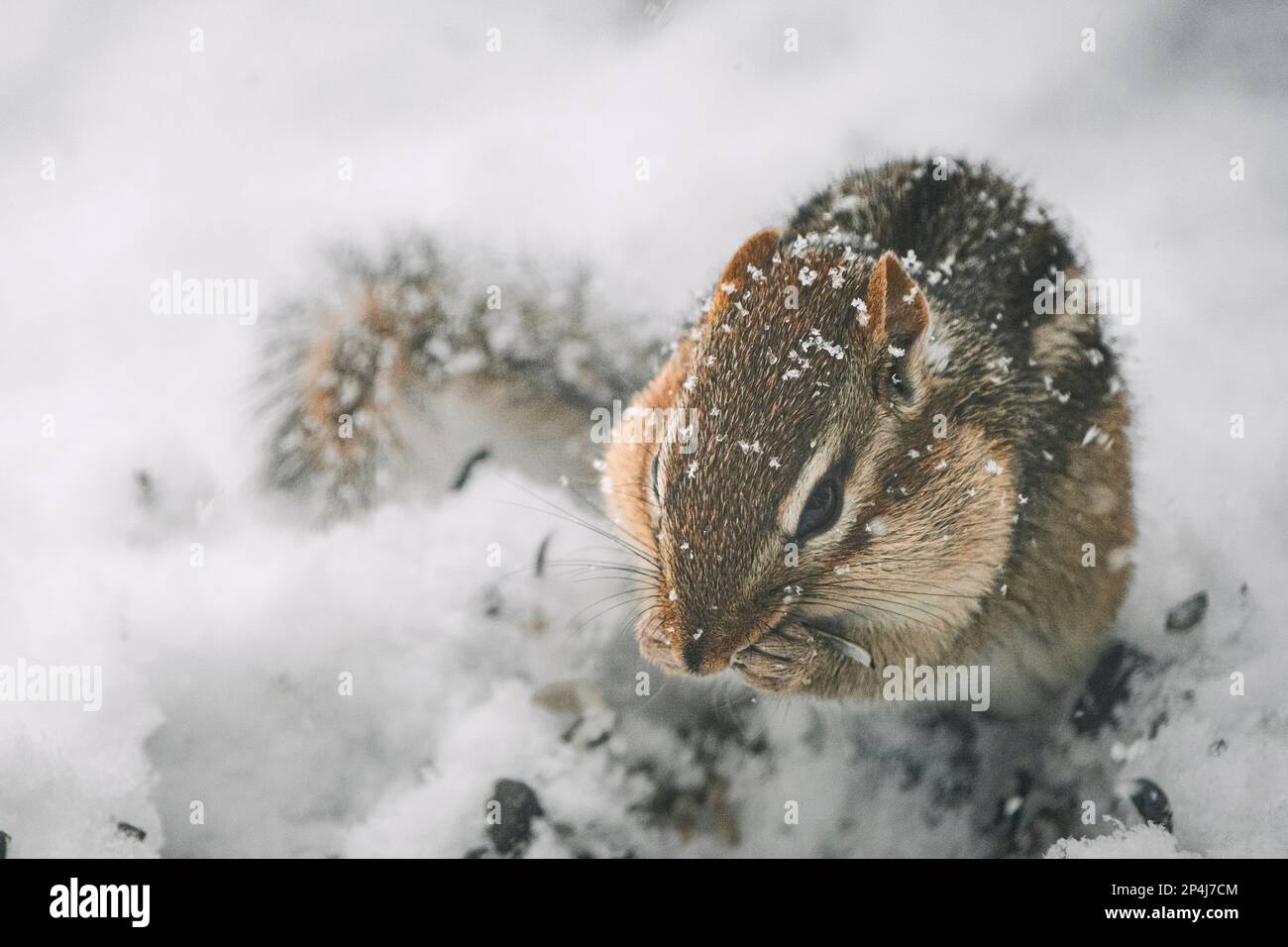 Chipmunk Eating Bird Sees In The Snow Stock Photo - Alamy