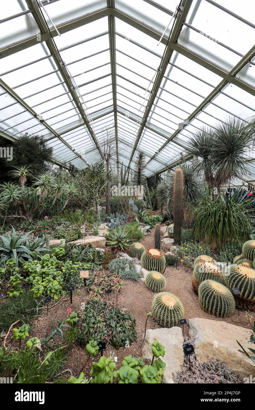 Cactus, Princess of Wales Conservatory, Kew Gardens, London Stock Photo ...
