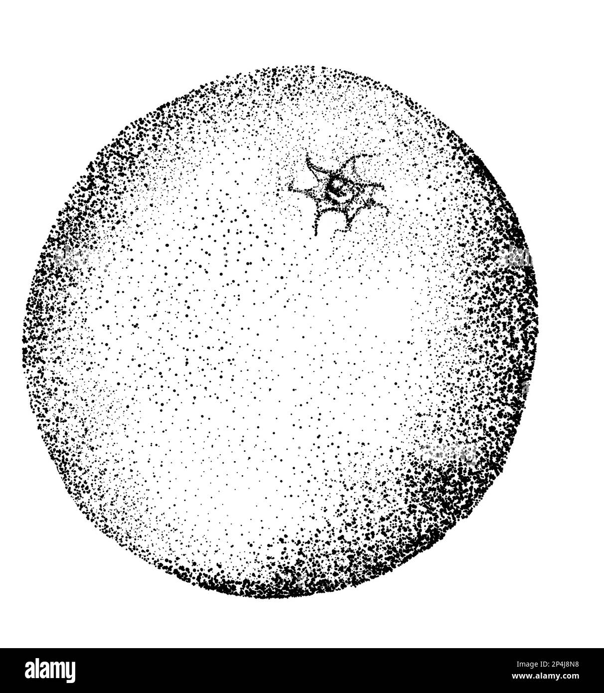 High-resolution jeg of orange illustration engraving. Orange wood-cut ...