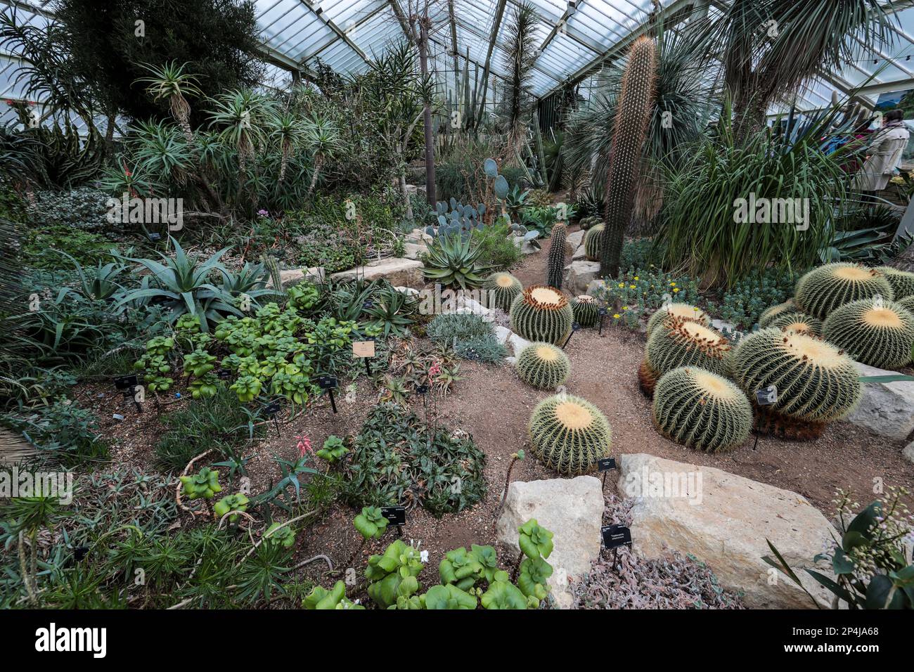 Cactus, Princess of Wales Conservatory, Kew Gardens, London Stock Photo ...