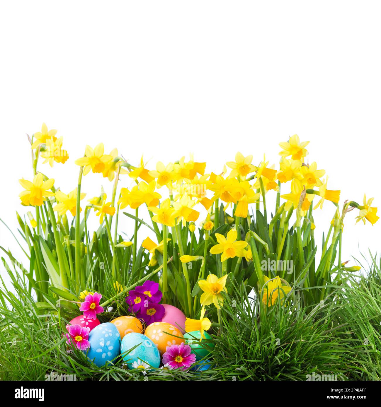 Beautiful Easter background with daffodils, green grass, colorful ...