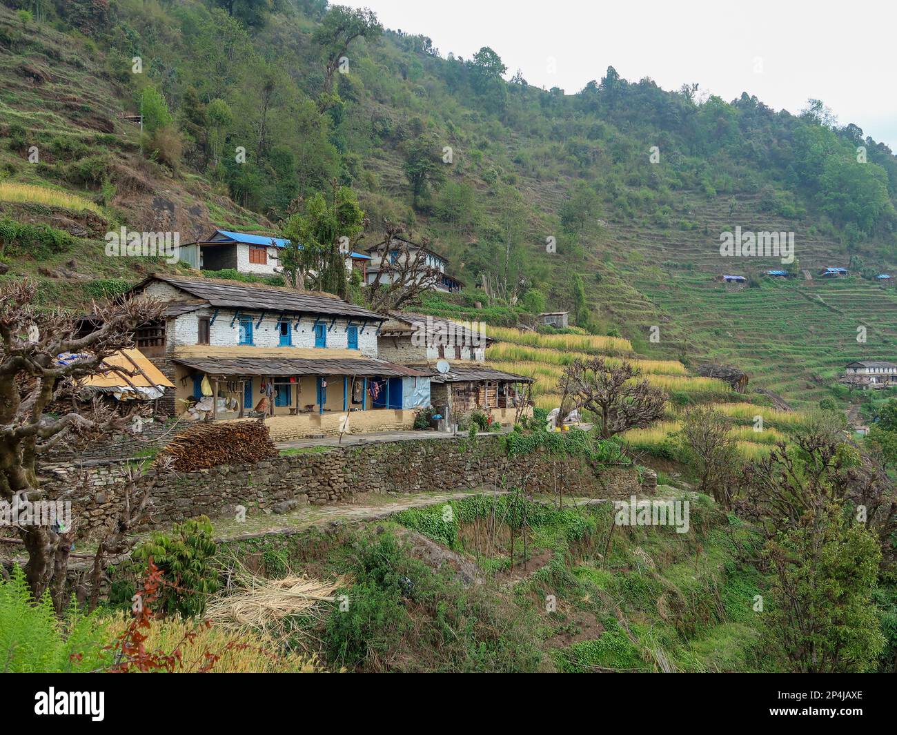 Ghorepani Poon Hill Nepal - Walking way to Ghorepani Village for Poon ...