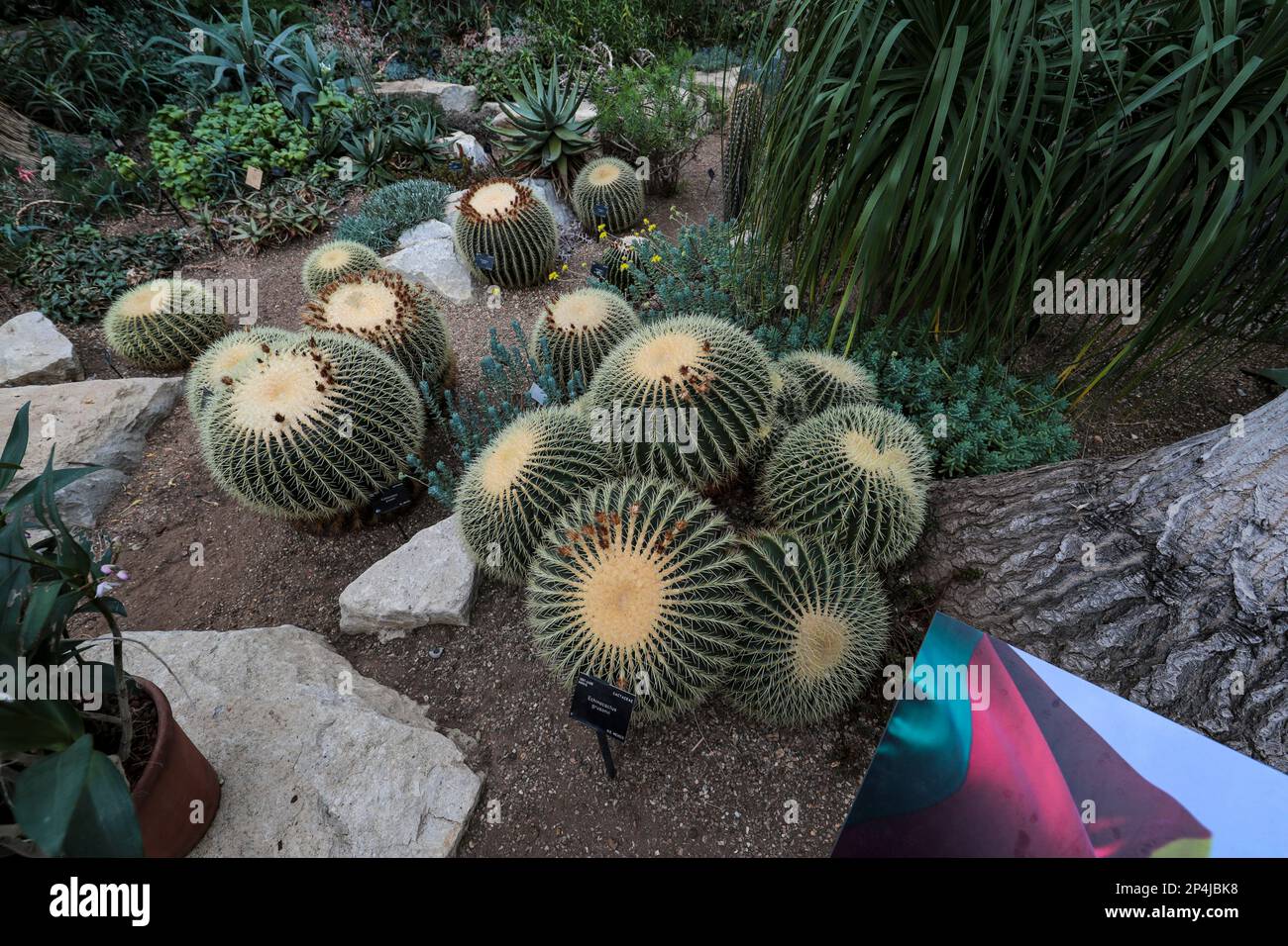 Cactus, Princess of Wales Conservatory, Kew Gardens, London Stock Photo ...