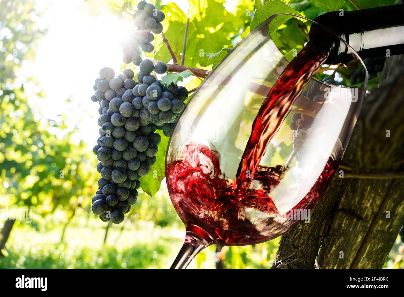 glass with red wine in the vineyard Stock Photo - Alamy