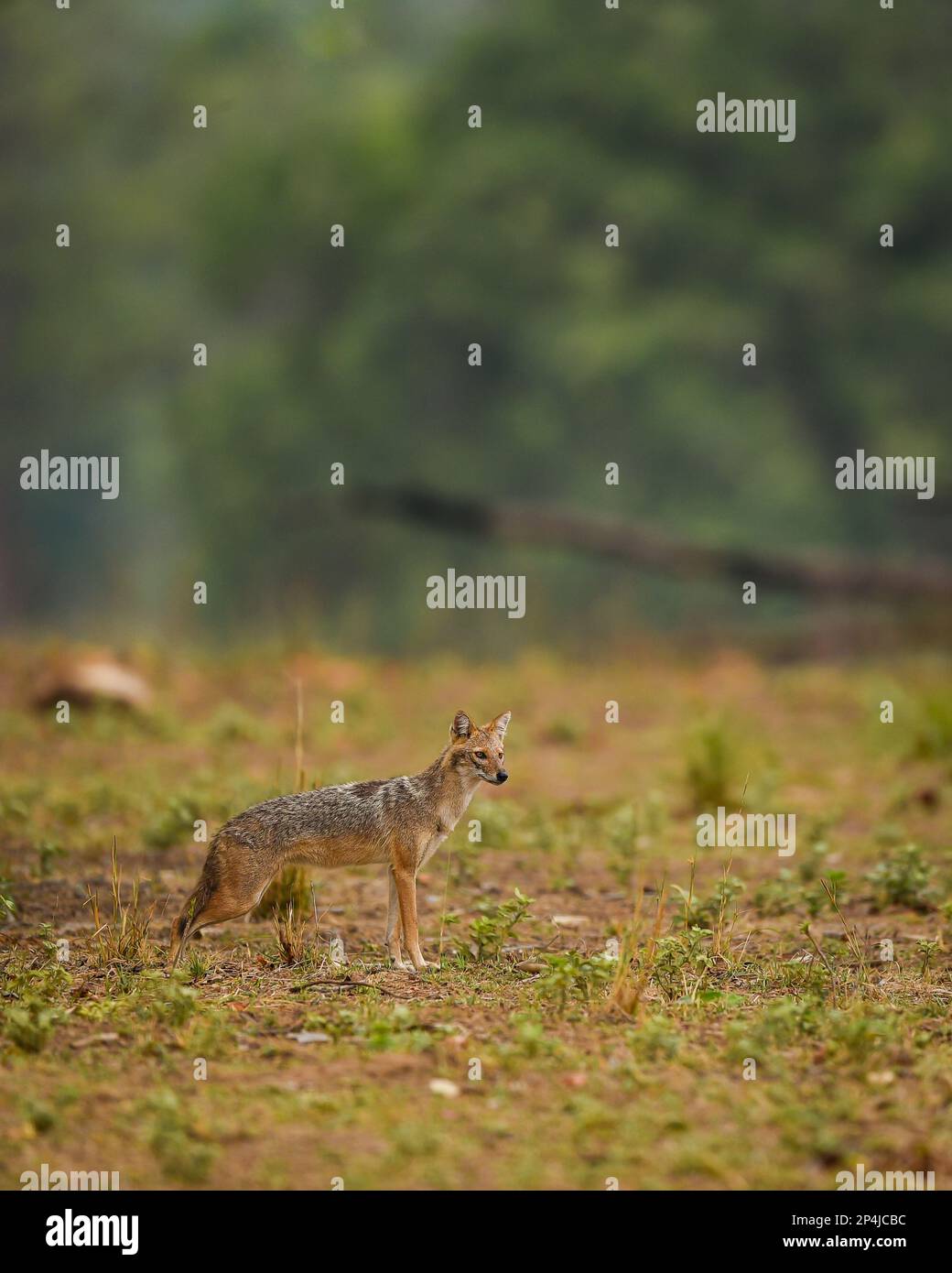 golden jackal or Canis aureus side profile in open field and in natural ...