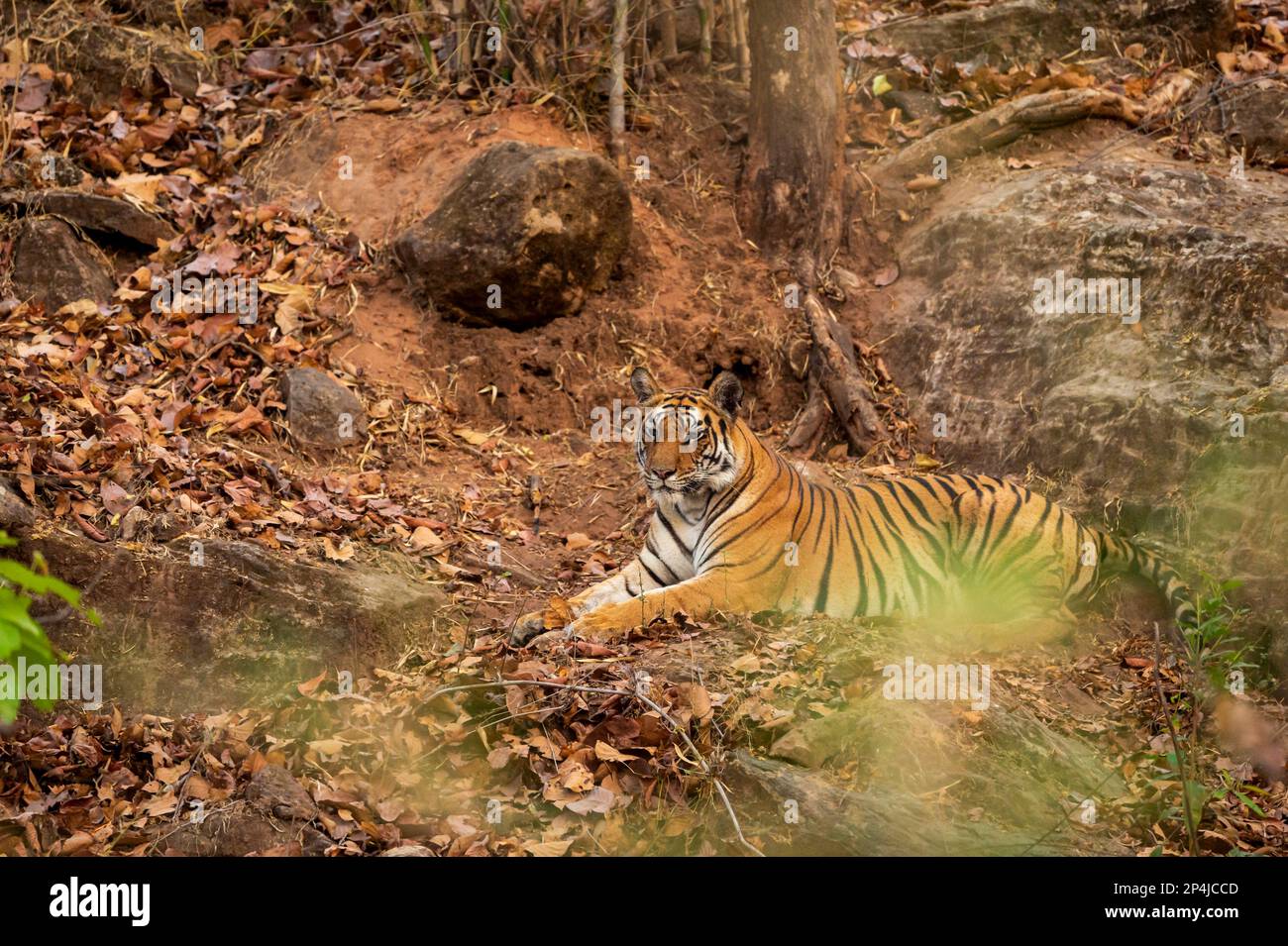 wild bengal female tiger or panthera tigris tigris in evening jungle ...