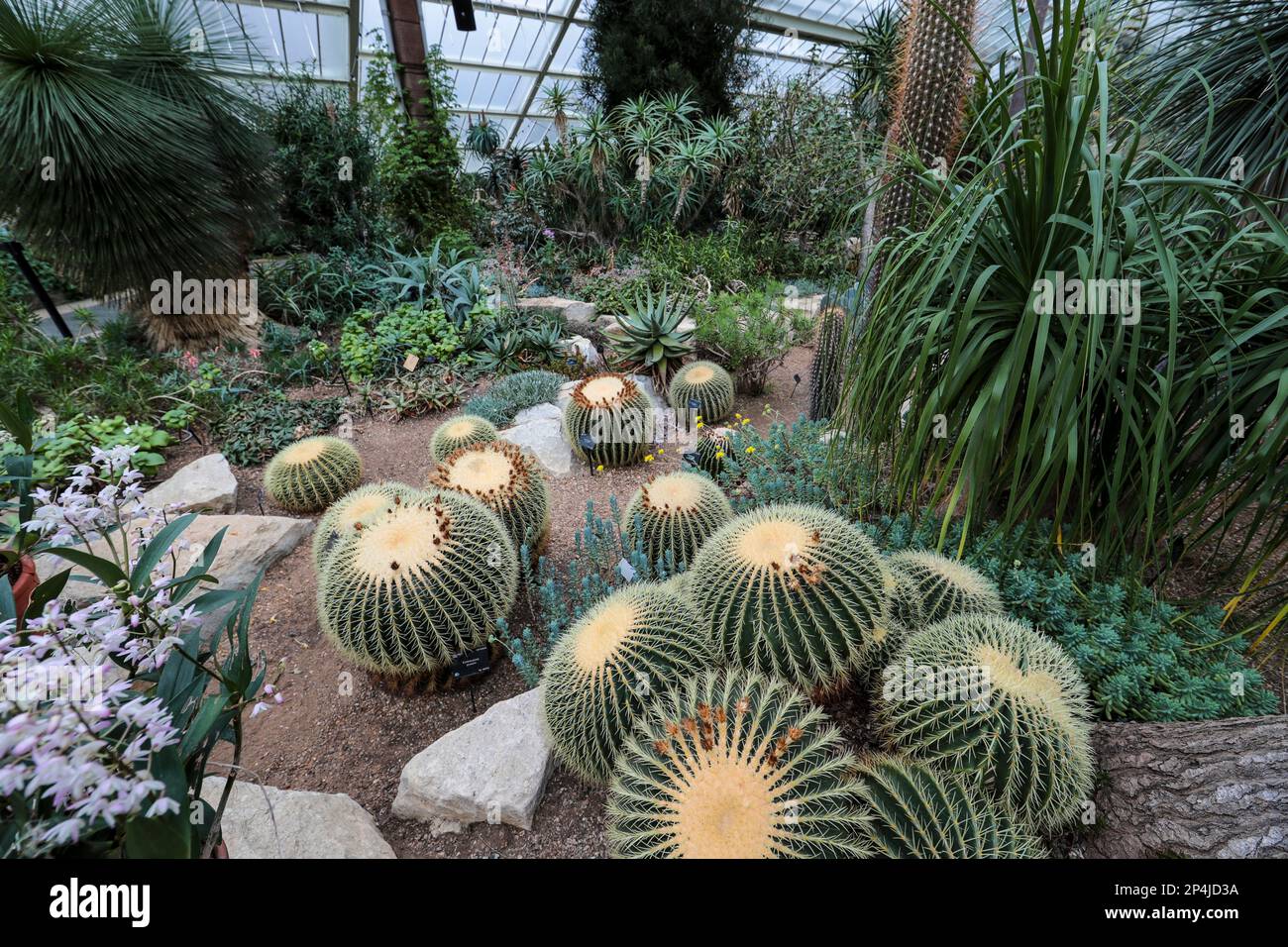 Cactus, Princess of Wales Conservatory, Kew Gardens, London Stock Photo ...