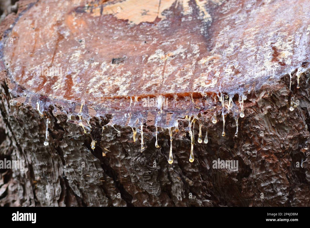 Frozen tree sap Stock Photo - Alamy