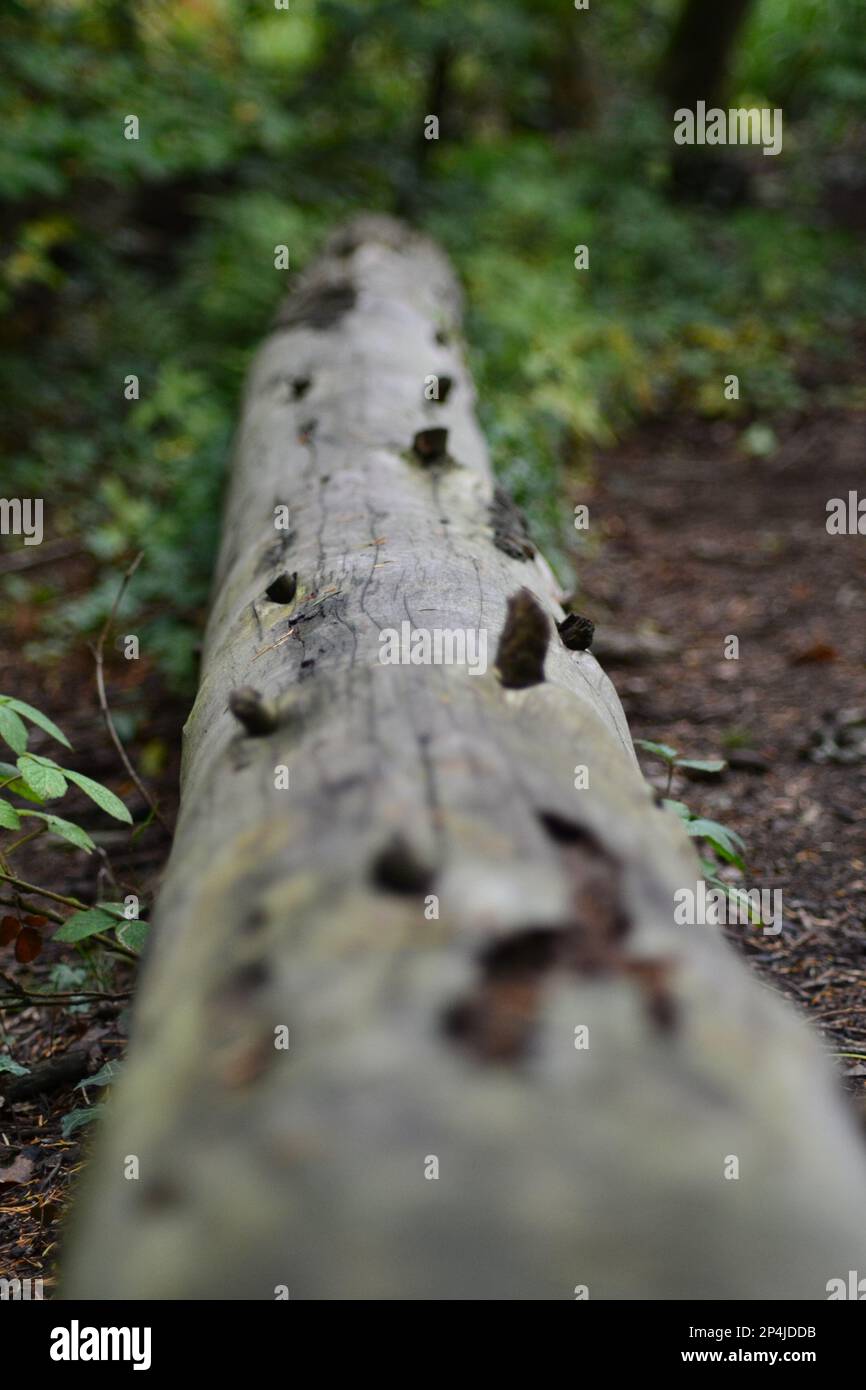 Detailed photo hi-res stock photography and images - Alamy