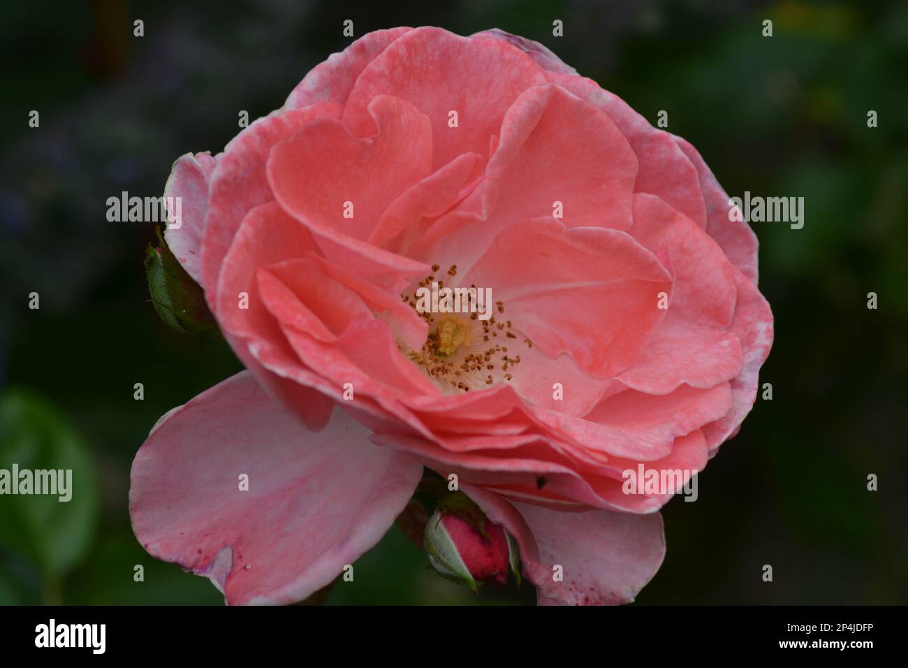 Rose garden photos hi-res stock photography and images - Alamy