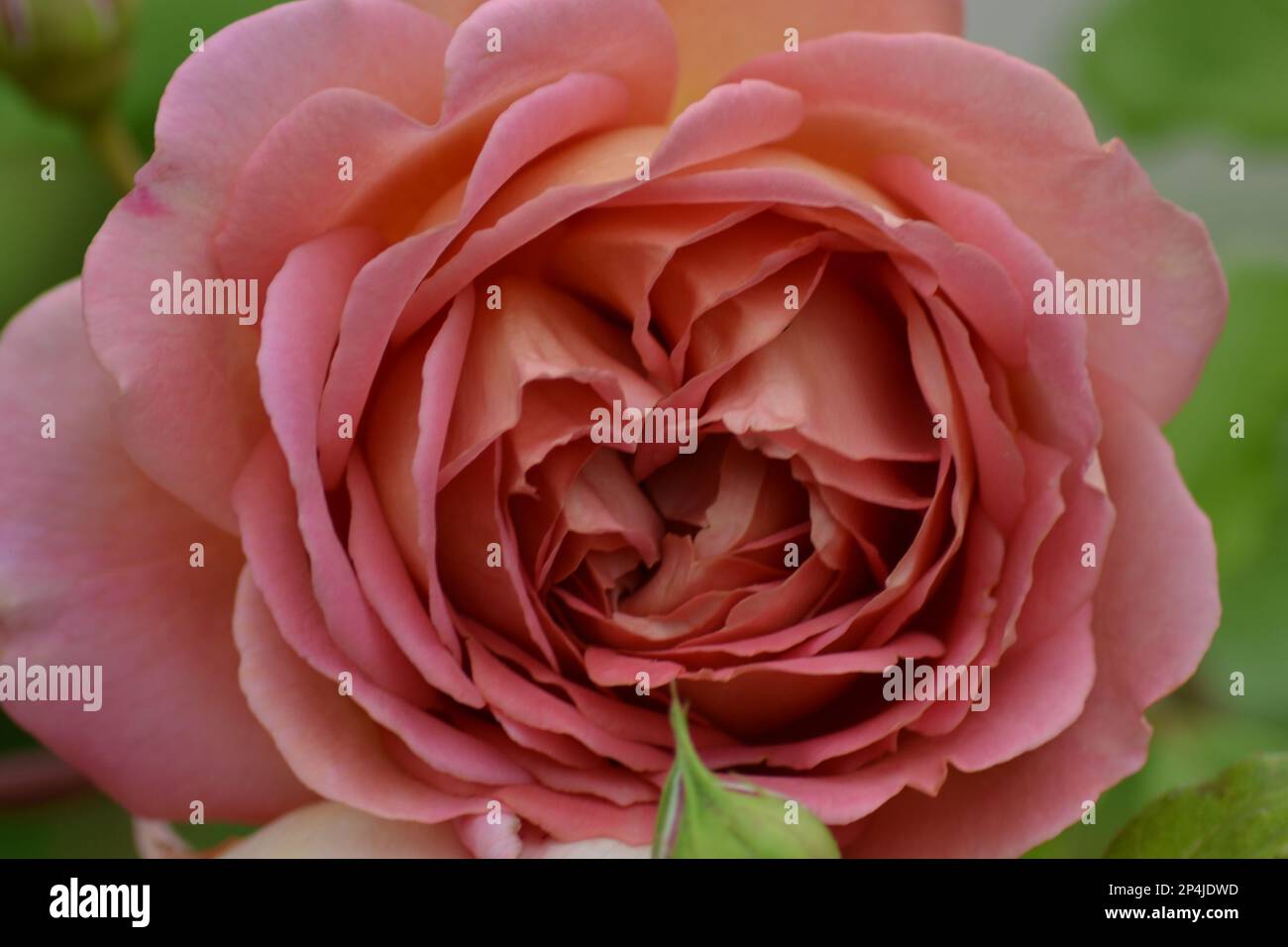 Pink rose head Stock Photo - Alamy