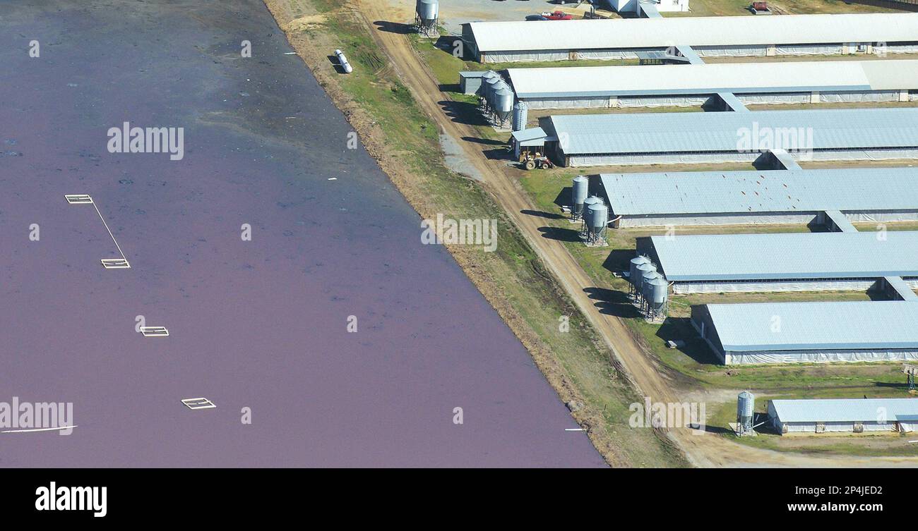 This March 21, 2014 aerial photo shows the waste lagoon next to hog ...