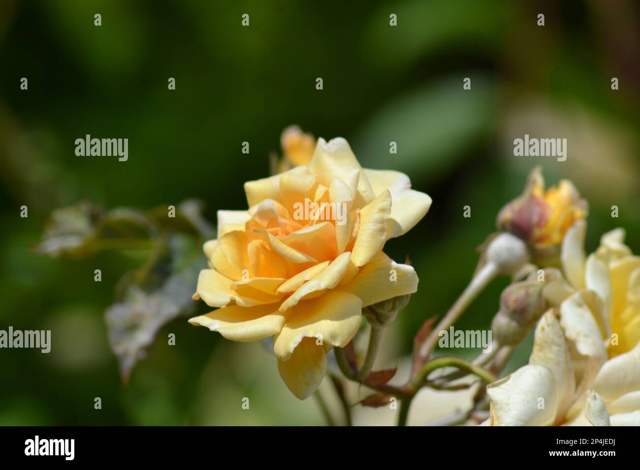 Rose flies hi-res stock photography and images - Alamy