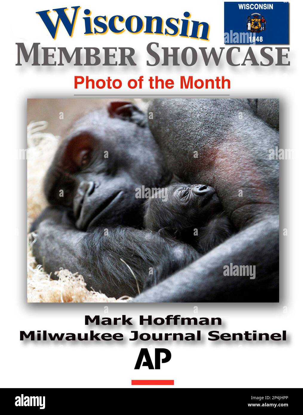 WISCONSIN MARCH PHOTO OF THE MONTH An eight-day-old western lowland gorilla named, Kassiu,rests ...