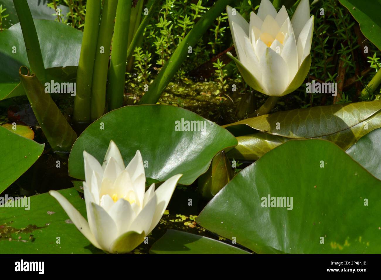 Lily pad detail hi-res stock photography and images - Alamy