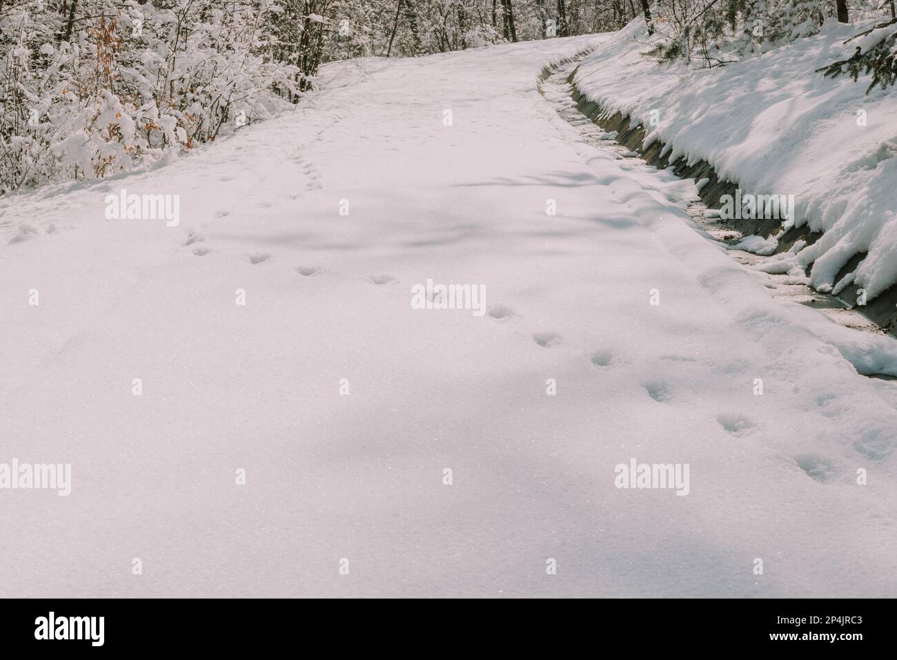 Animal marks hi-res stock photography and images - Alamy