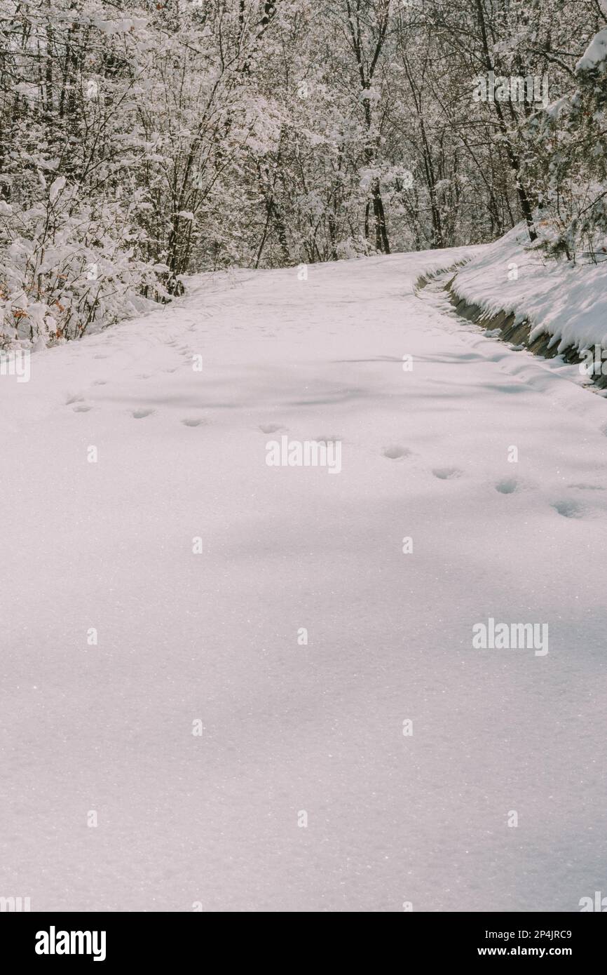 Animal marks in the snow Stock Photo - Alamy