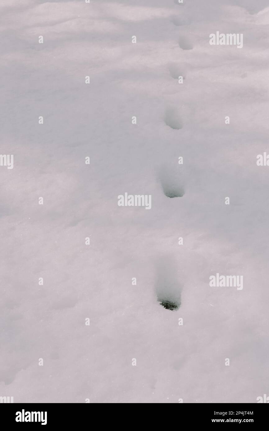 Animal marks in the snow Stock Photo - Alamy