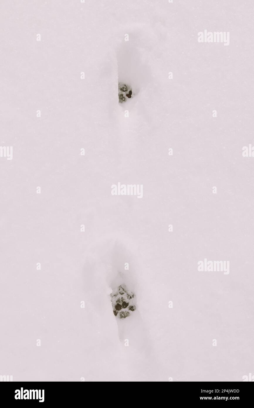 Animal marks in the snow Stock Photo - Alamy