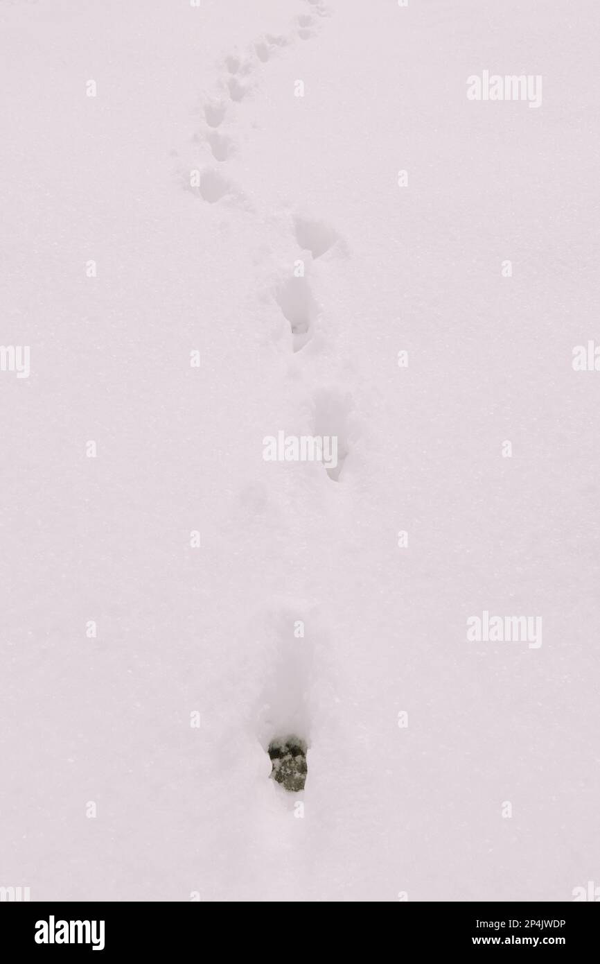 Animal mark hi-res stock photography and images - Alamy