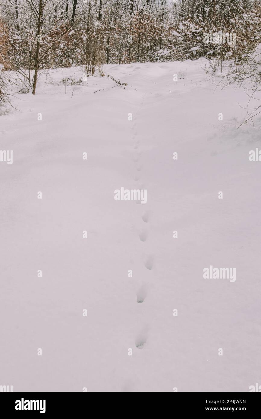 Animal marks hi-res stock photography and images - Alamy