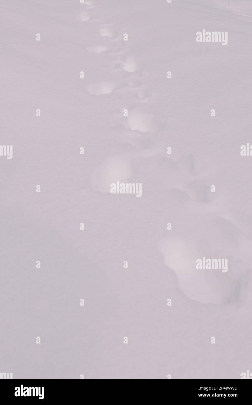 Foot marks in the snow in a garden Stock Photo - Alamy
