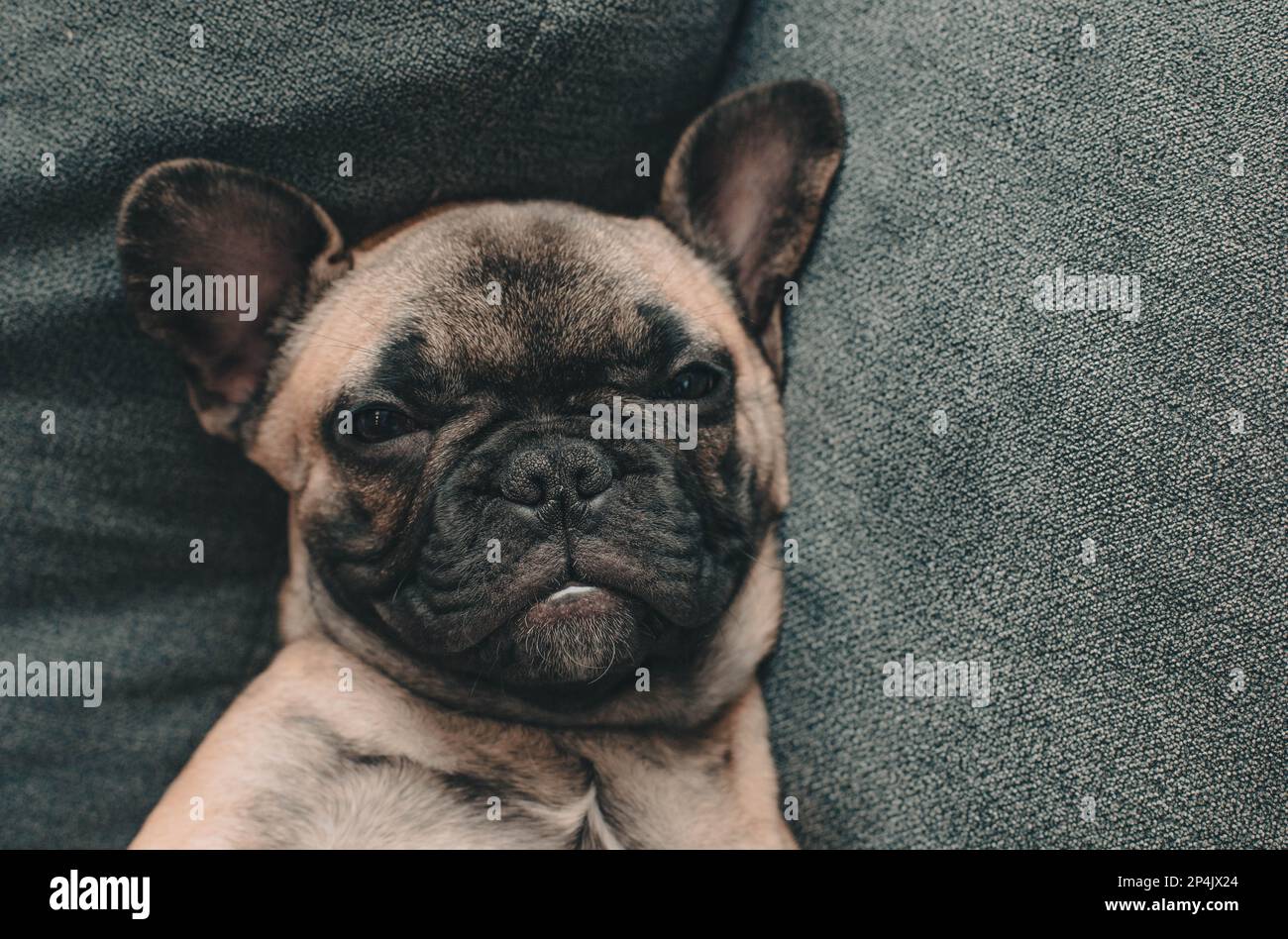 French bulldog puppy lies on its back on the sofa with open eyes Stock ...