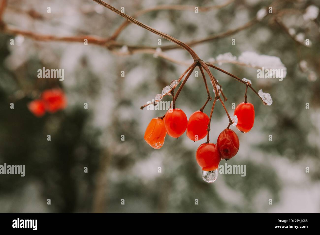 The fruit from the tree hi-res stock photography and images - Alamy