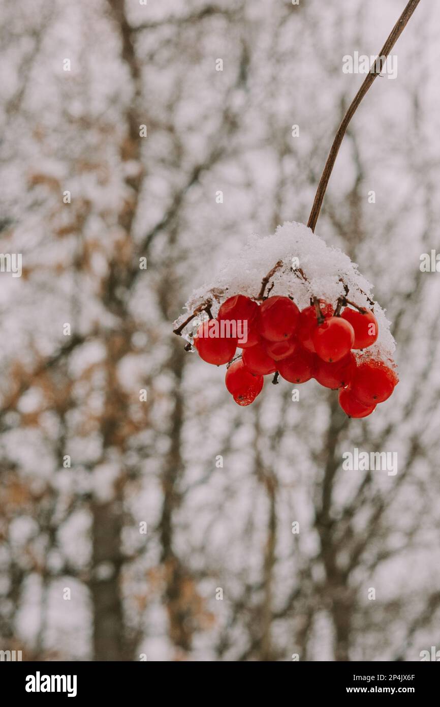 The fruit from the tree hi-res stock photography and images - Alamy