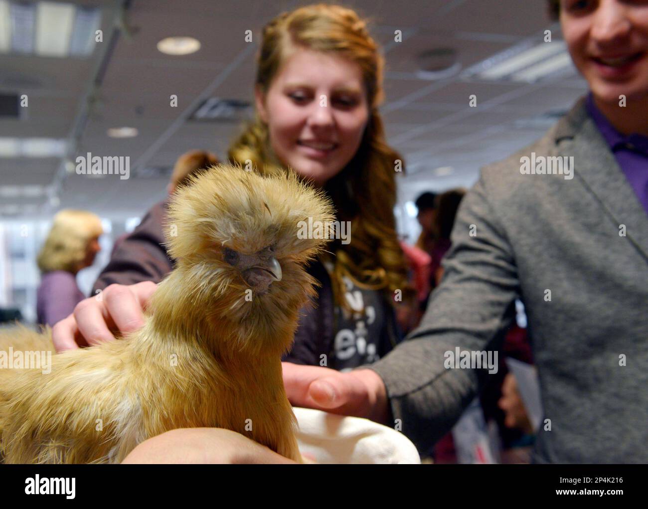 University of Minnesota students Cally O'Neil and Brian Hanson pet and ...