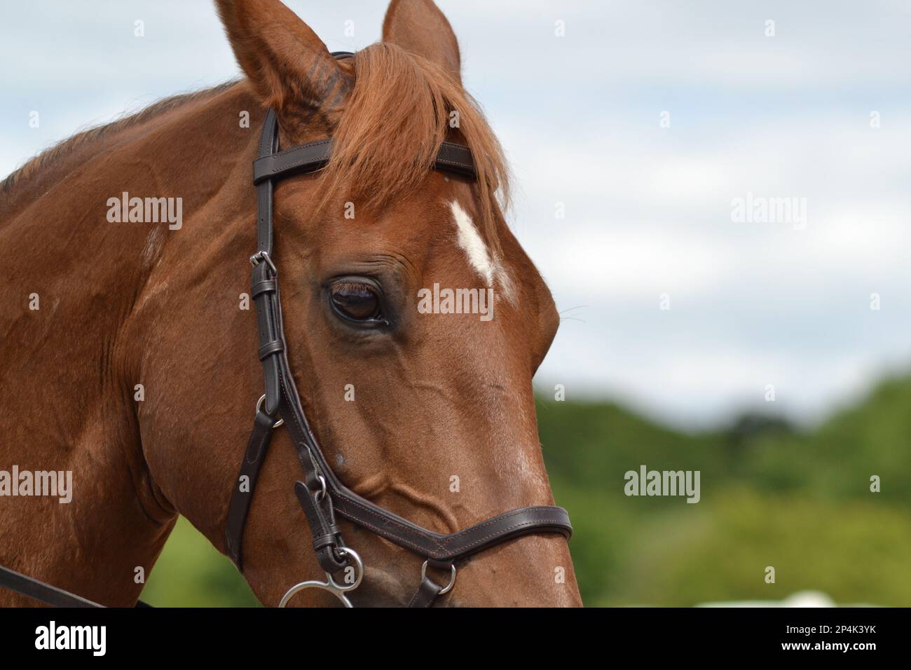 Chestnut mare head shot Stock Photo - Alamy