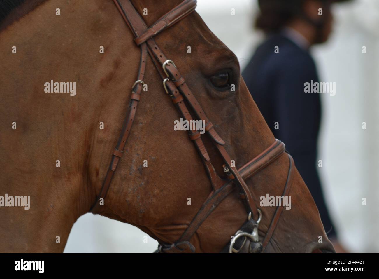 Bay horse blaze hi-res stock photography and images - Alamy