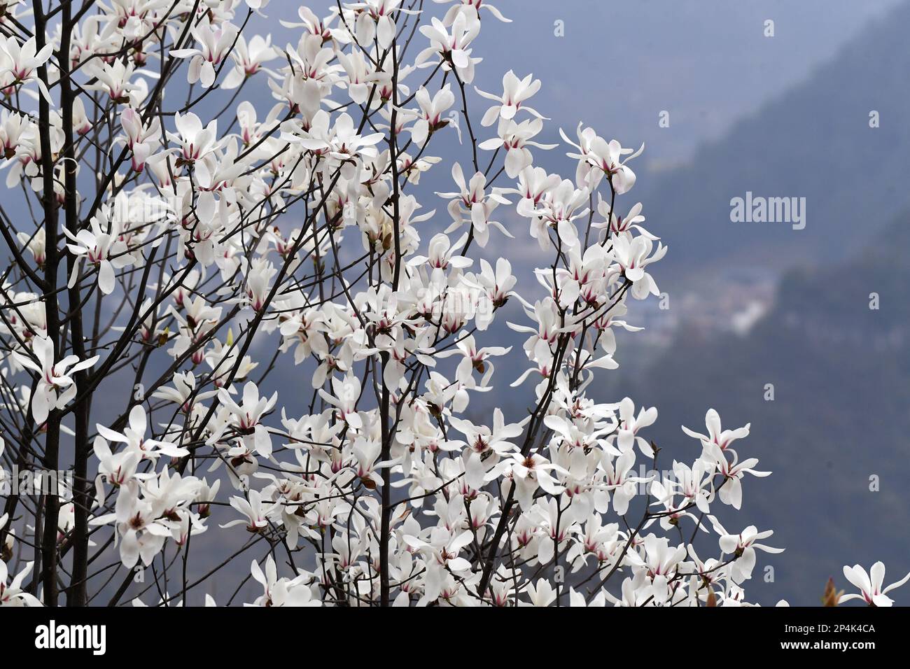 RENHUAI, CHINA - MARCH 6, 2023 - Photo taken on March 6, 2023 shows ...