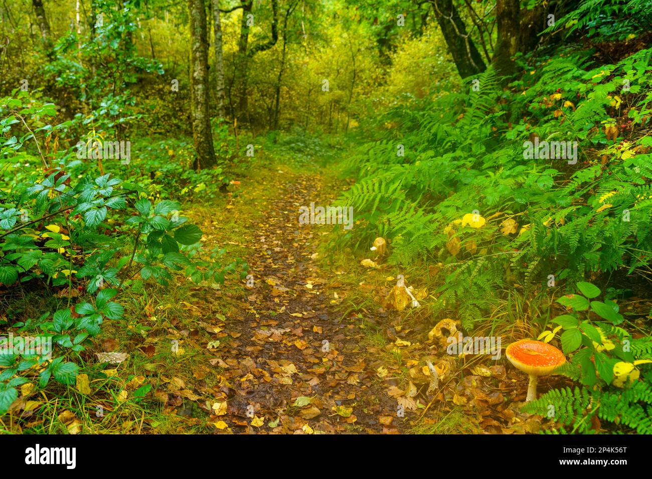 View of a forest footpath, in the woodland on the shores of the ...