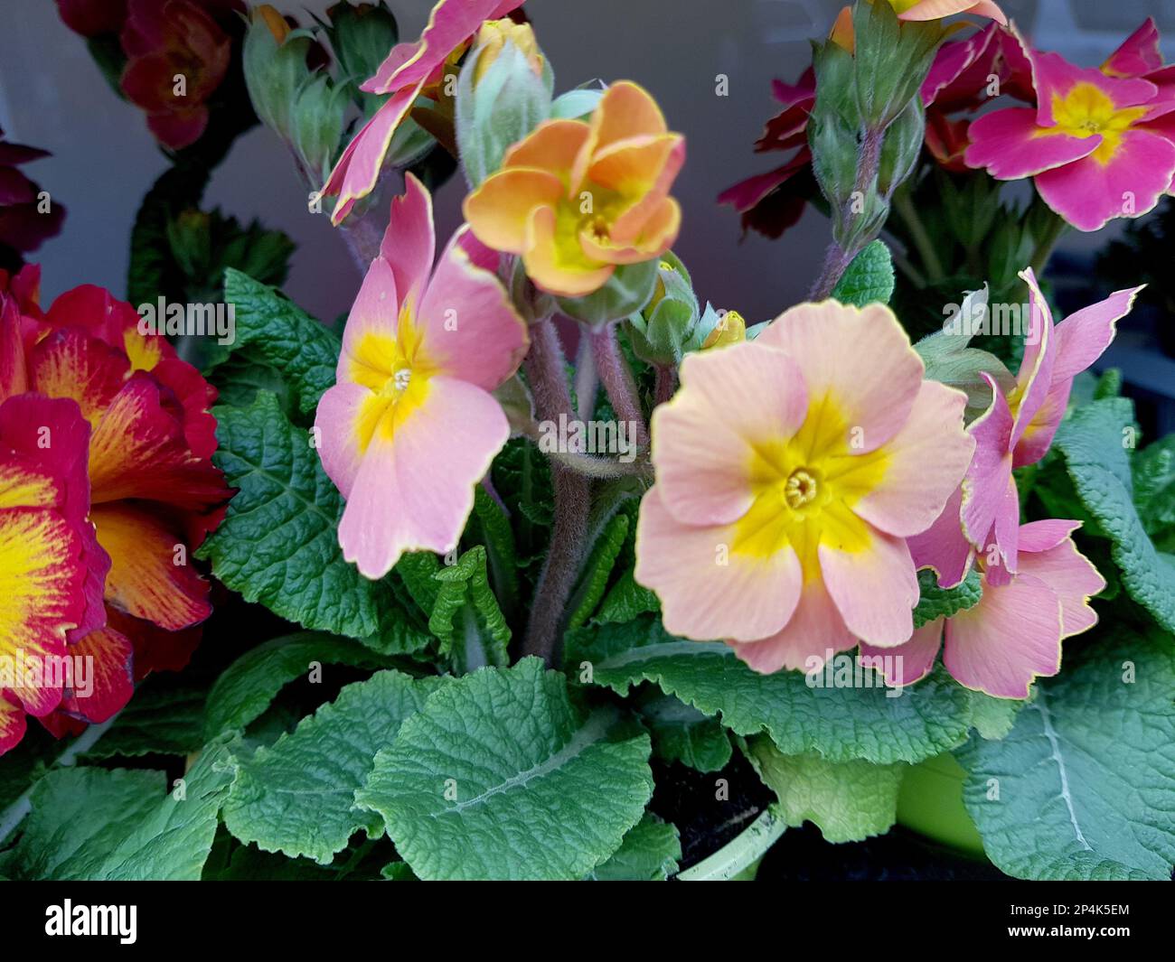 Detail of pink polyanthus flowers in full bloom Stock Photo - Alamy