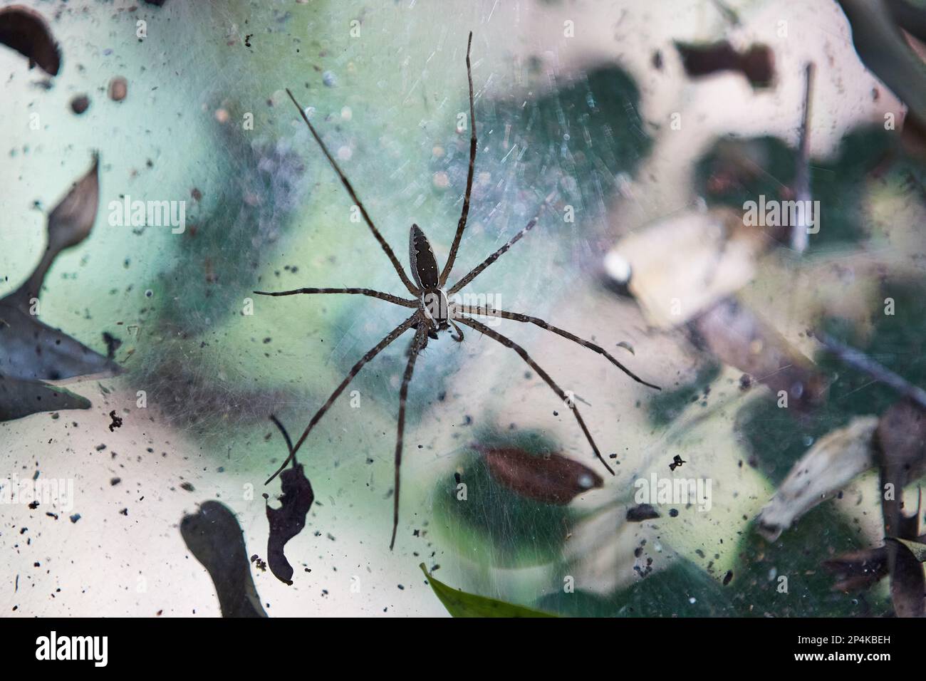 Six-spotted Fishing Spider (Dolomedes triton) sitting in its web in a ...