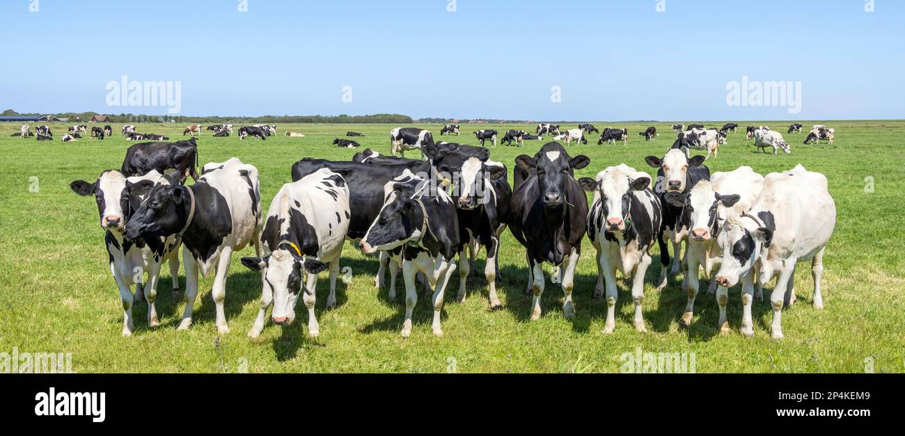 Herd cows together in a field, happy and joyful and a blue sky, a ...