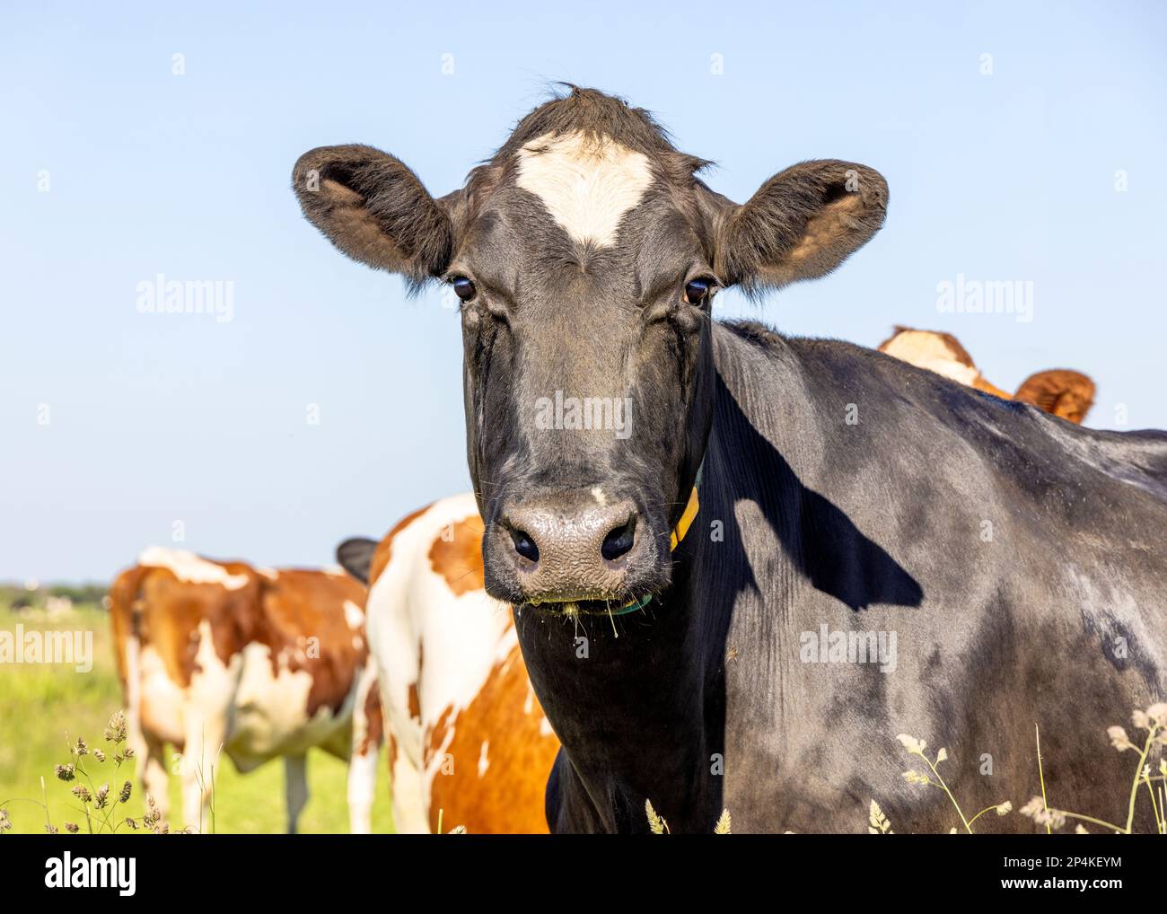 Black cow head looking friendly, in front of more cows, black and white ...