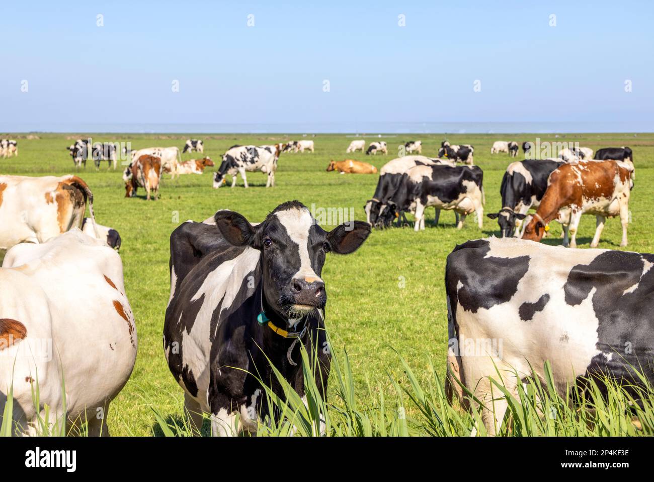 Herd cows in a field, front row, a pack black white and red, herd ...