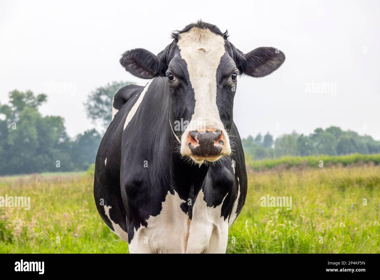 One cow black and white in a field, front view looking calm, pink nose ...