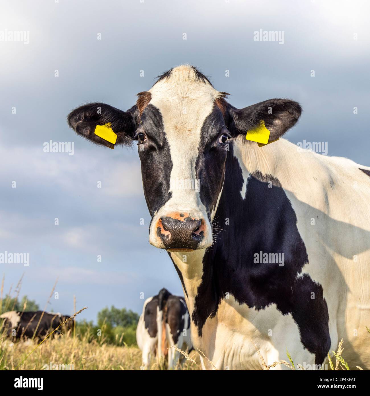One cow looking cheerful, black and white, medium shot square portrait ...