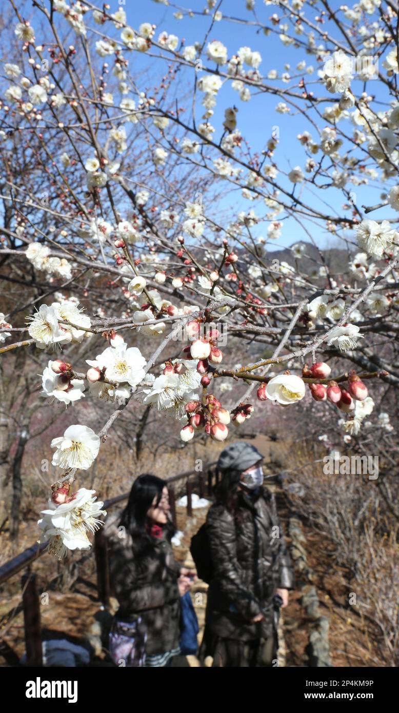 People walk past ume plum trees rearly full bloom at Ome Ume Park in ...