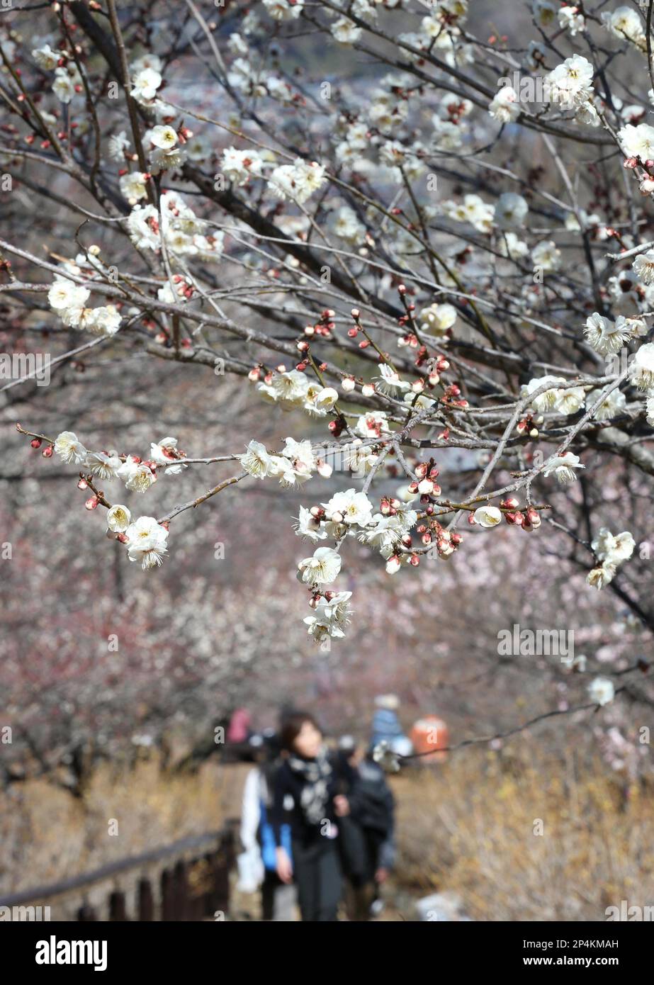 People walk past ume plum trees rearly full bloom at Ome Ume Park in ...