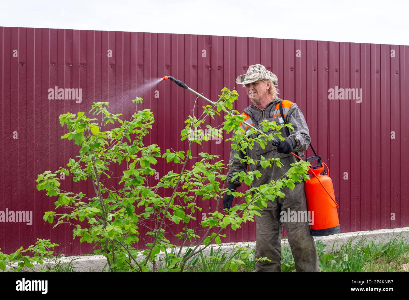 Man Treats Fruit Trees From Diseases And Insects Pests In The Garden