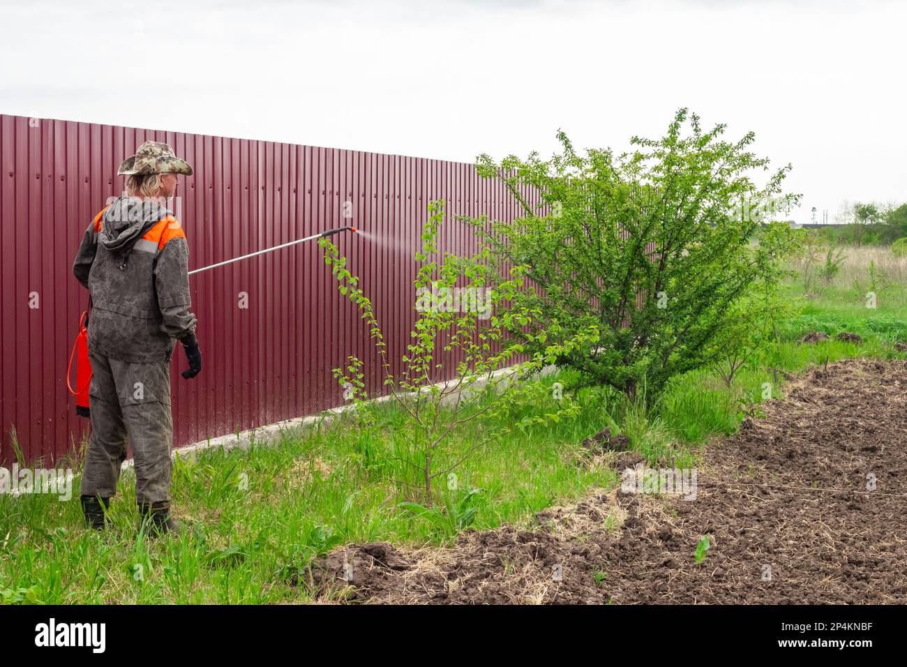 Man Treats Fruit Trees From Diseases And Insects Pests In The Garden