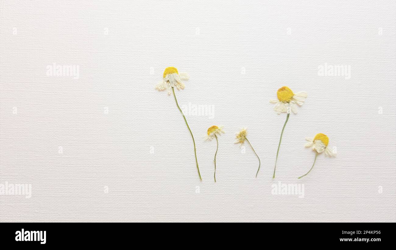 Art set of dry chamomile flowers on white textured paper Stock Photo ...